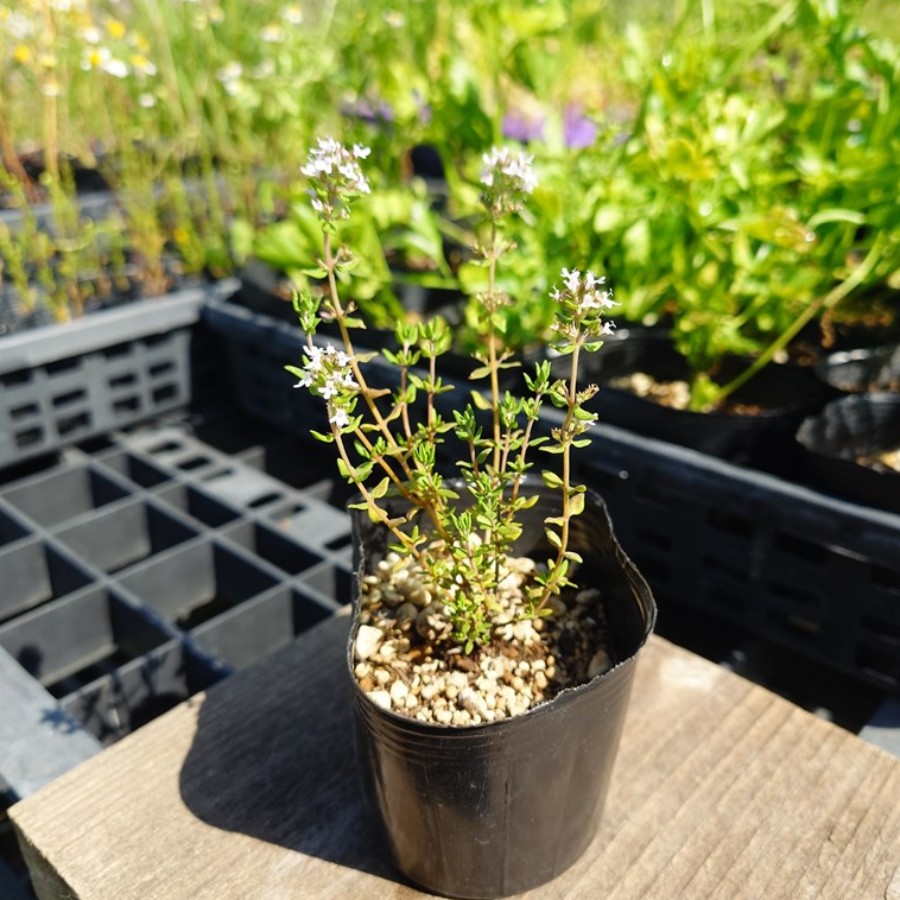 5/20 コモンタイム 2鉢｜Fla-co（フラコ） - フラワーアレンジ作品投稿サイト