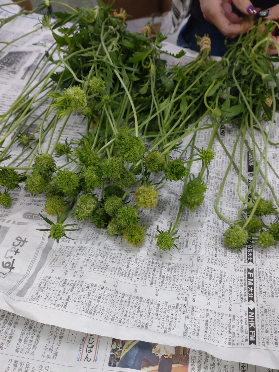 2024.10.16 スカビオサまりも｜Fla-co（フラコ） - フラワーアレンジ作品投稿サイト